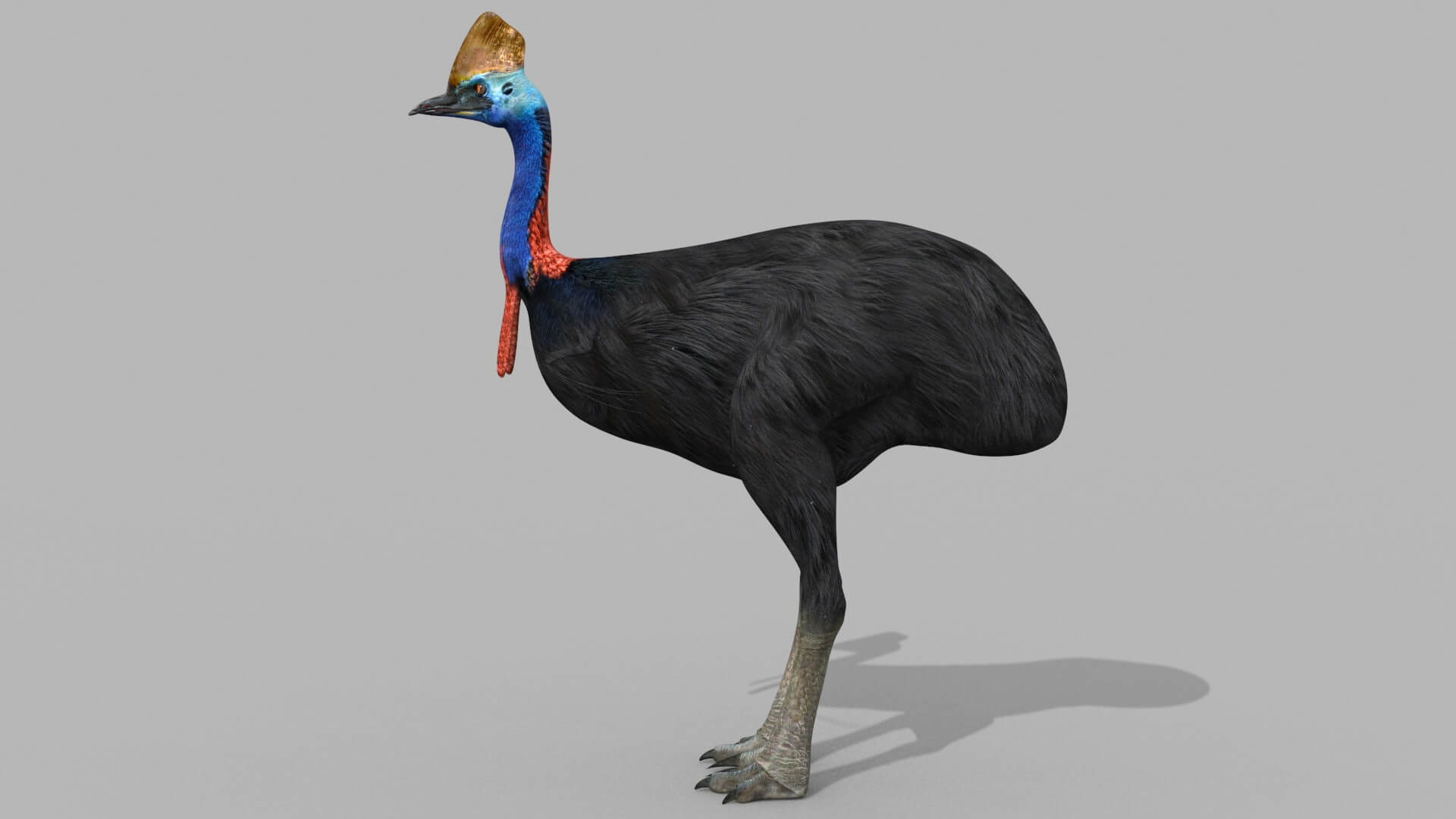 Most Real Cassowary 8K - 3D Animated Model by Virtual creator