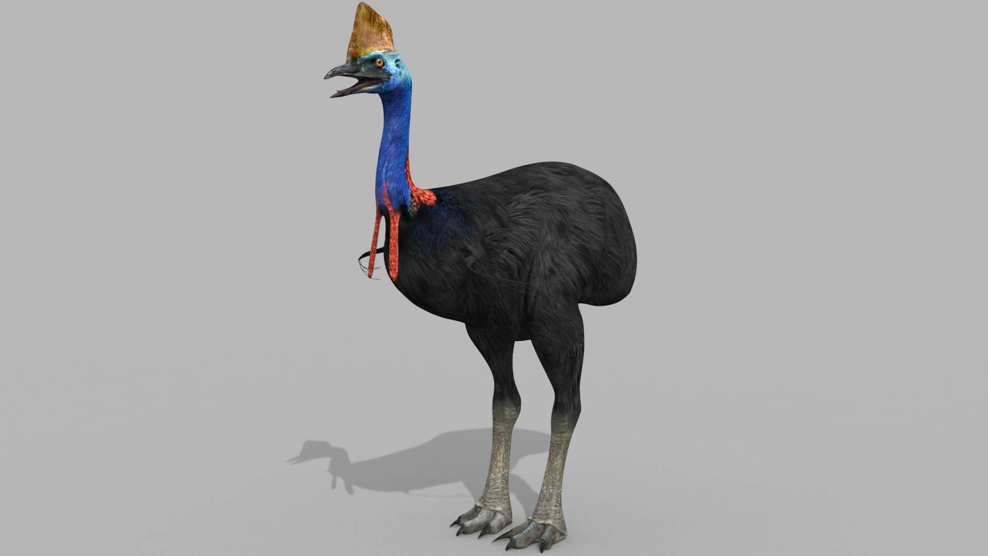 Most Real Cassowary 8K - 3D Animated Model by Virtual creator