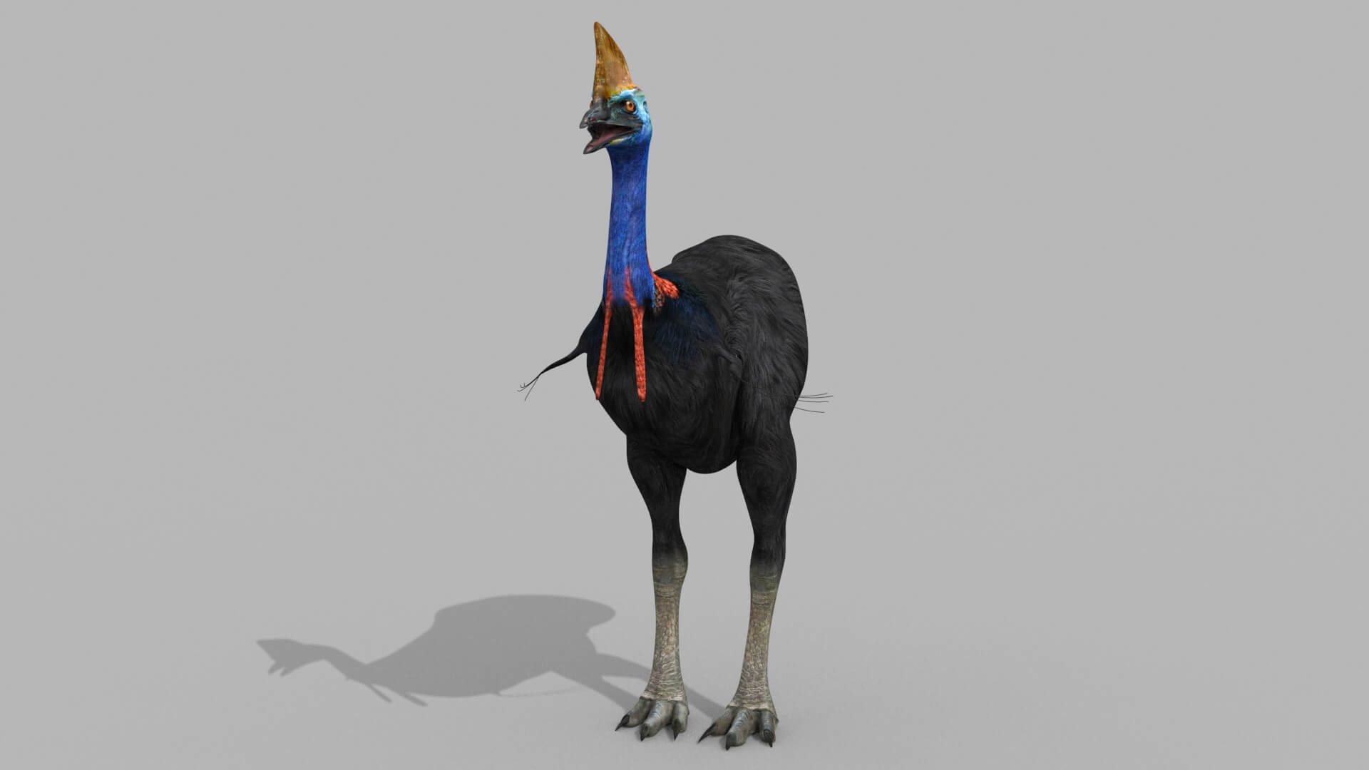 Most Real Cassowary 8K - 3D Animated Model by Virtual creator