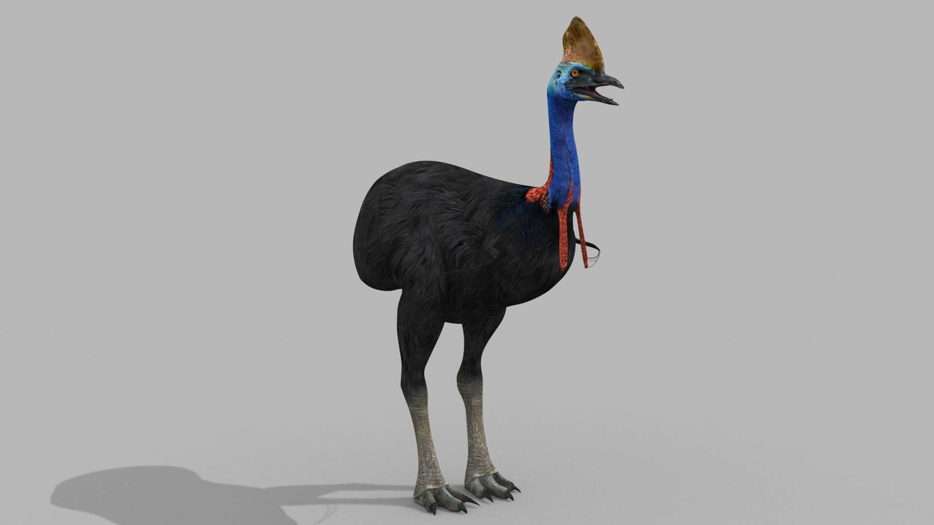 Most Real Cassowary 8K - 3D Animated Model by Virtual creator