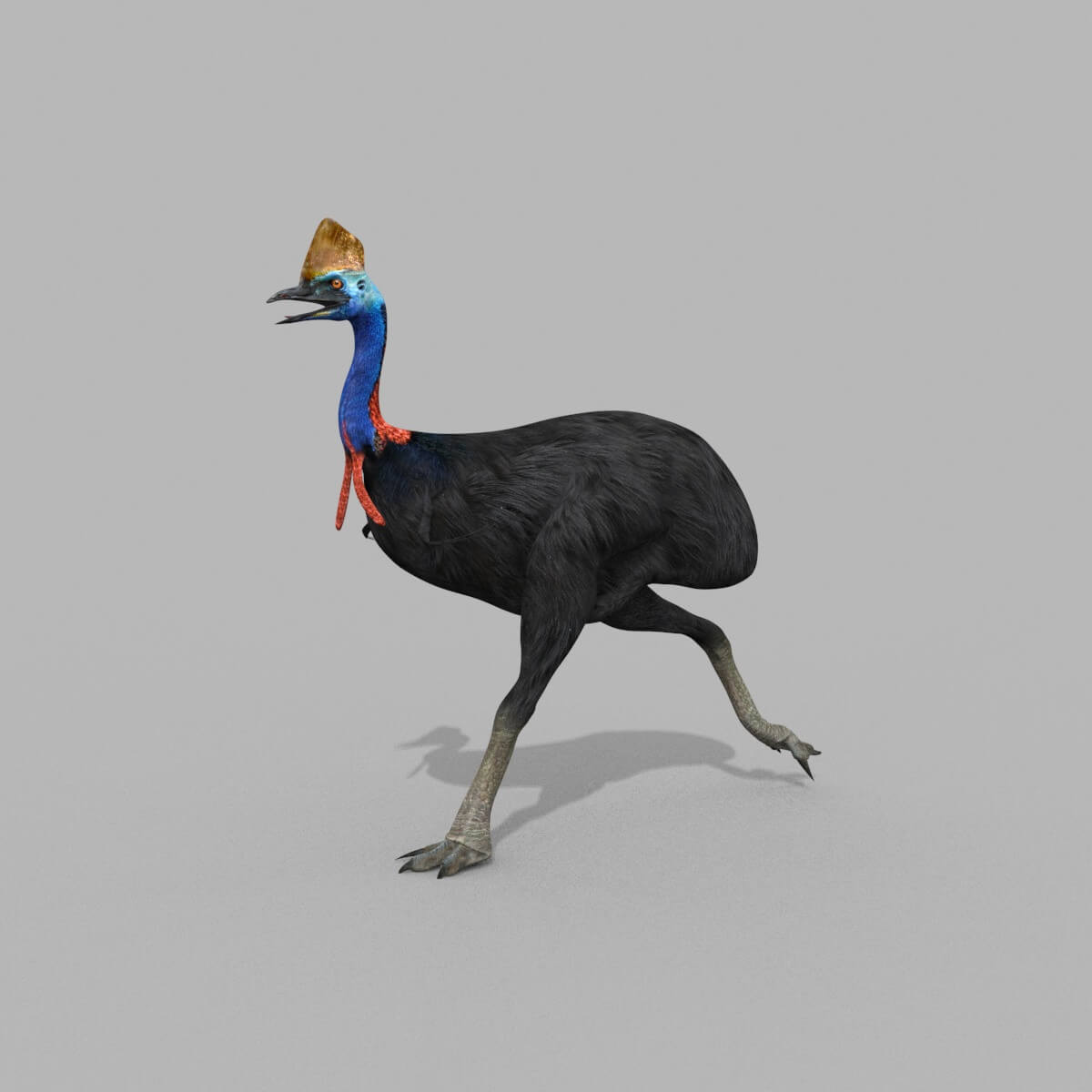 Most Real Cassowary 8K - 3D Animated Model by Virtual creator