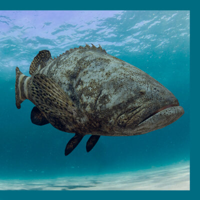 Animated 3D Models | Fish | Fish | RenderHub
