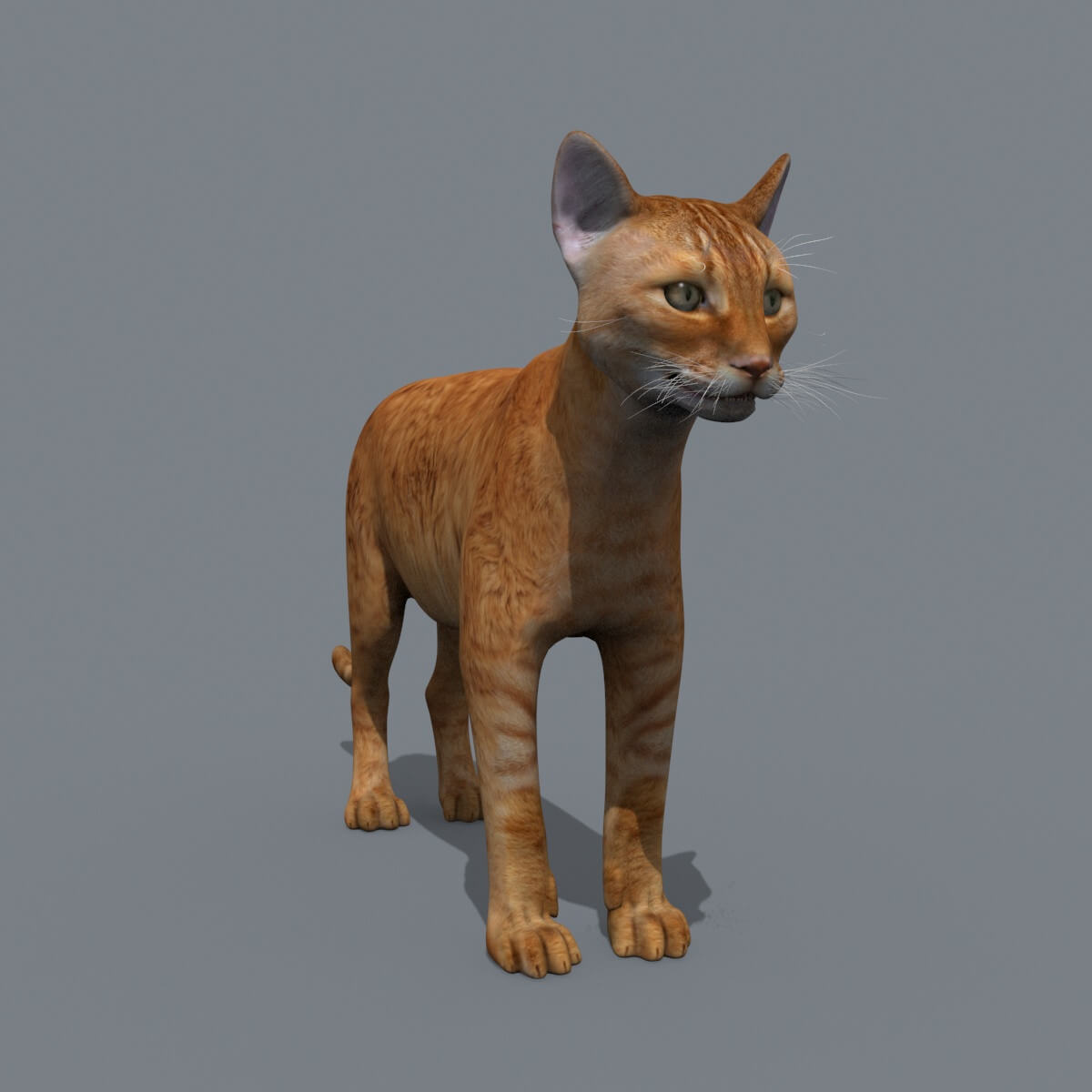 My Cat 8K Animated Model by Virtual creator