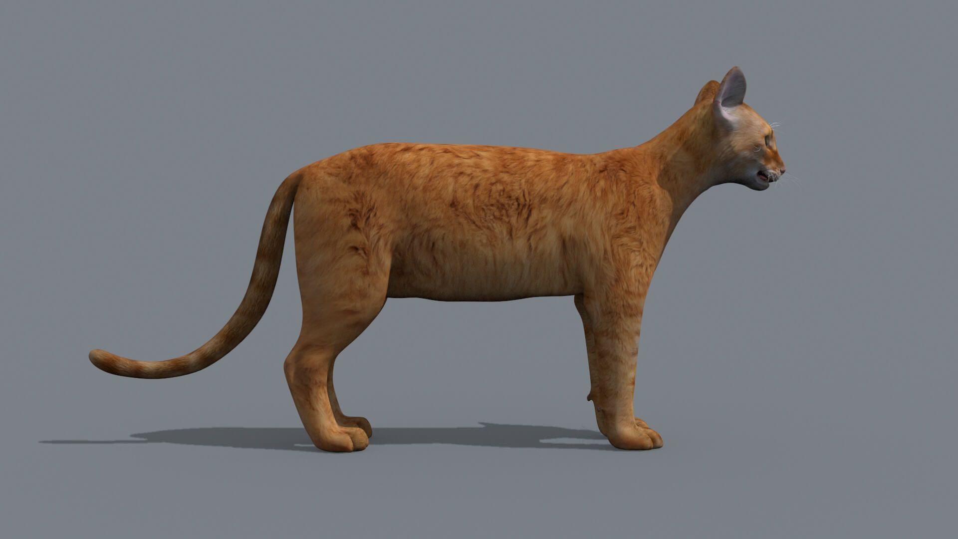 My Cat 8K Animated Model by Virtual creator