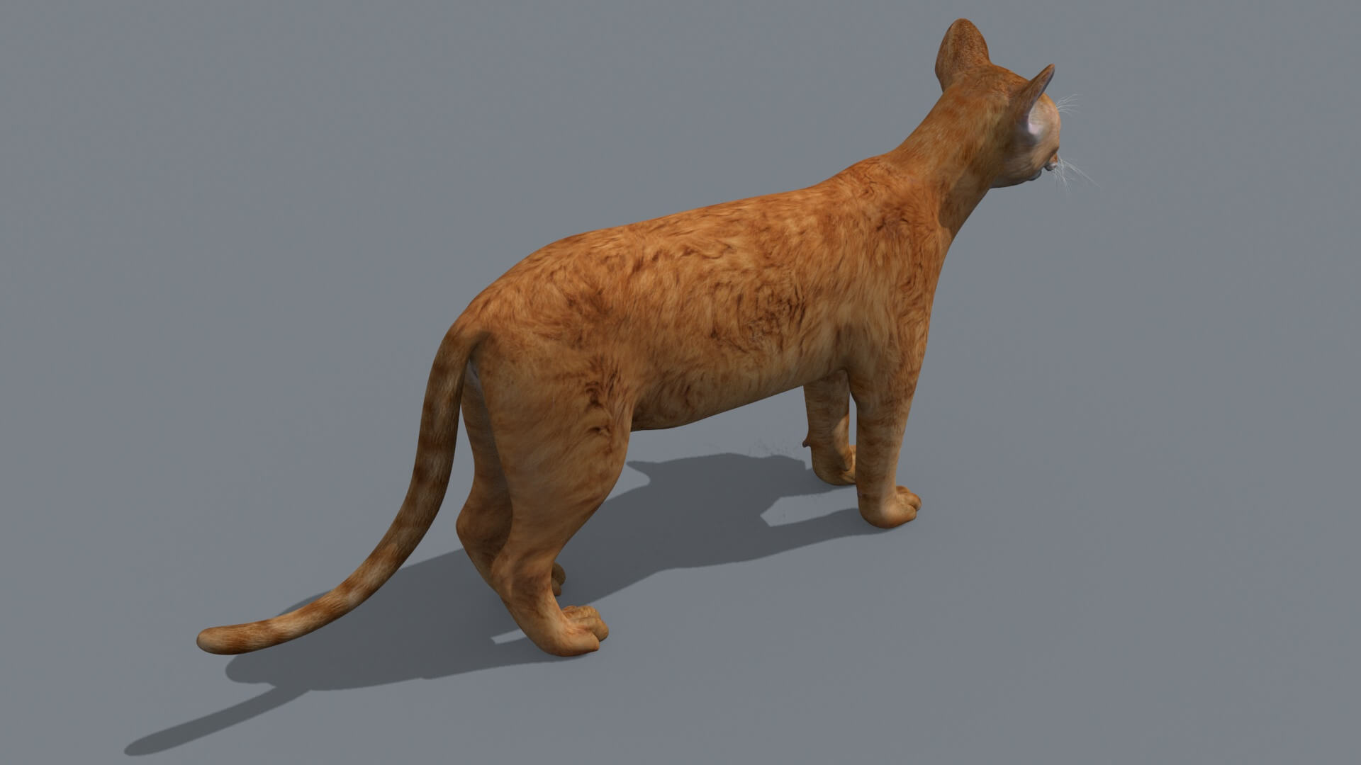 My Cat 8K Animated Model by Virtual creator