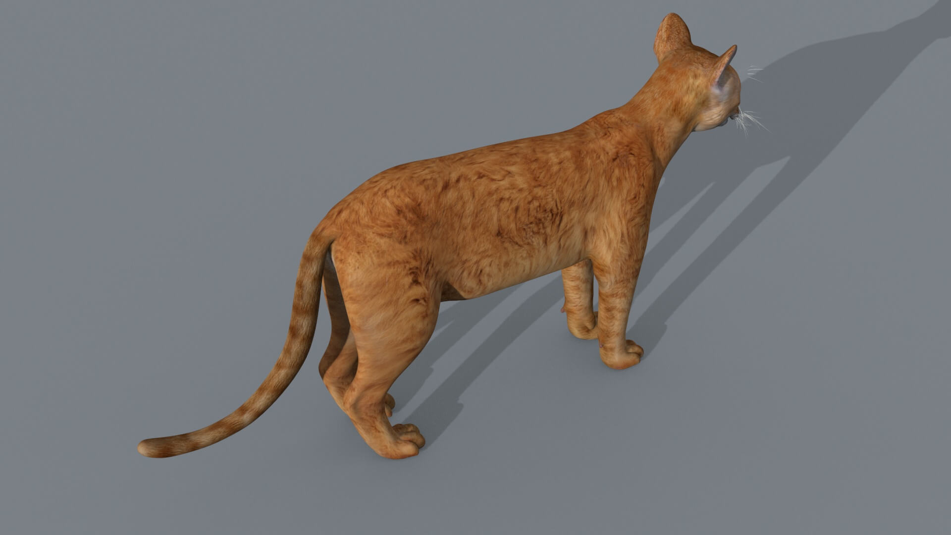 My Cat 8K Animated Model by Virtual creator