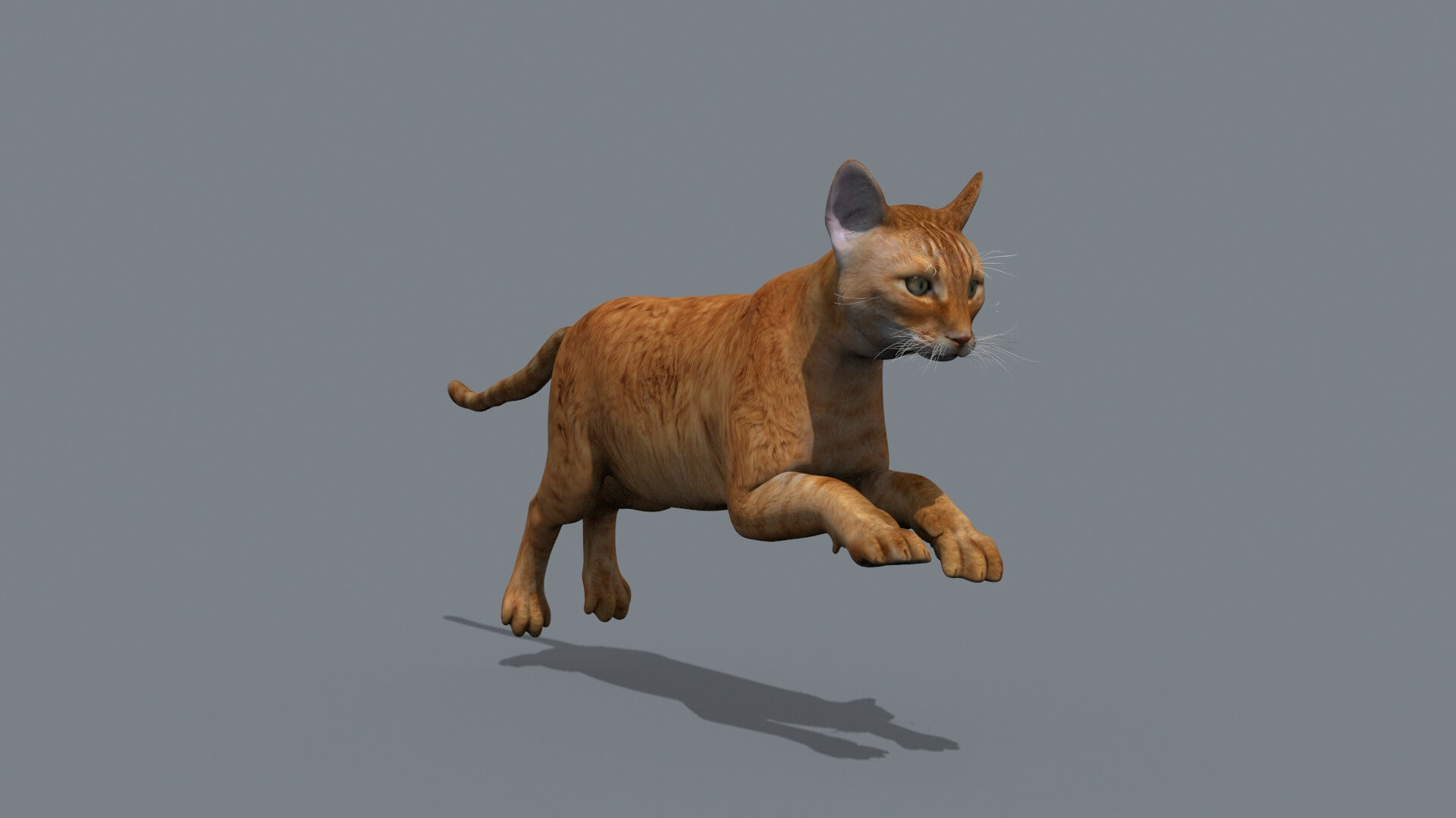 My Cat 8K Animated Model by Virtual creator