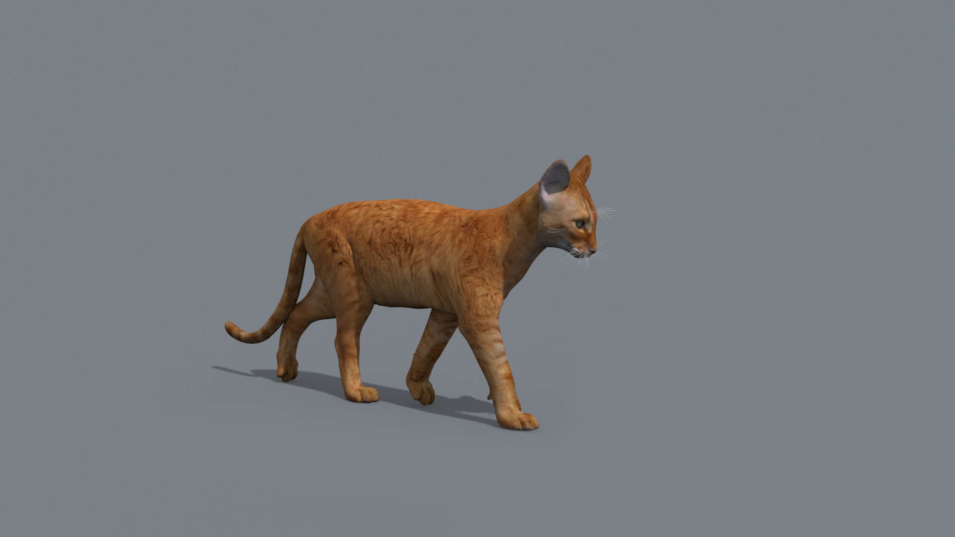 My Cat 8K Animated Model by Virtual creator