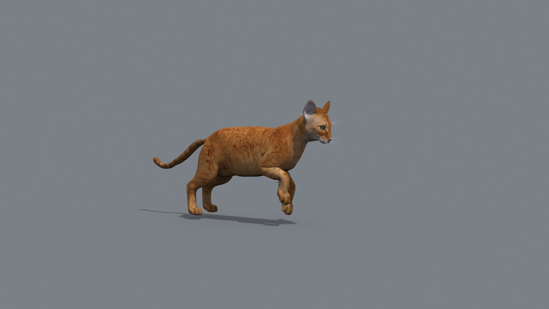 My Cat 8K Animated Model by Virtual creator