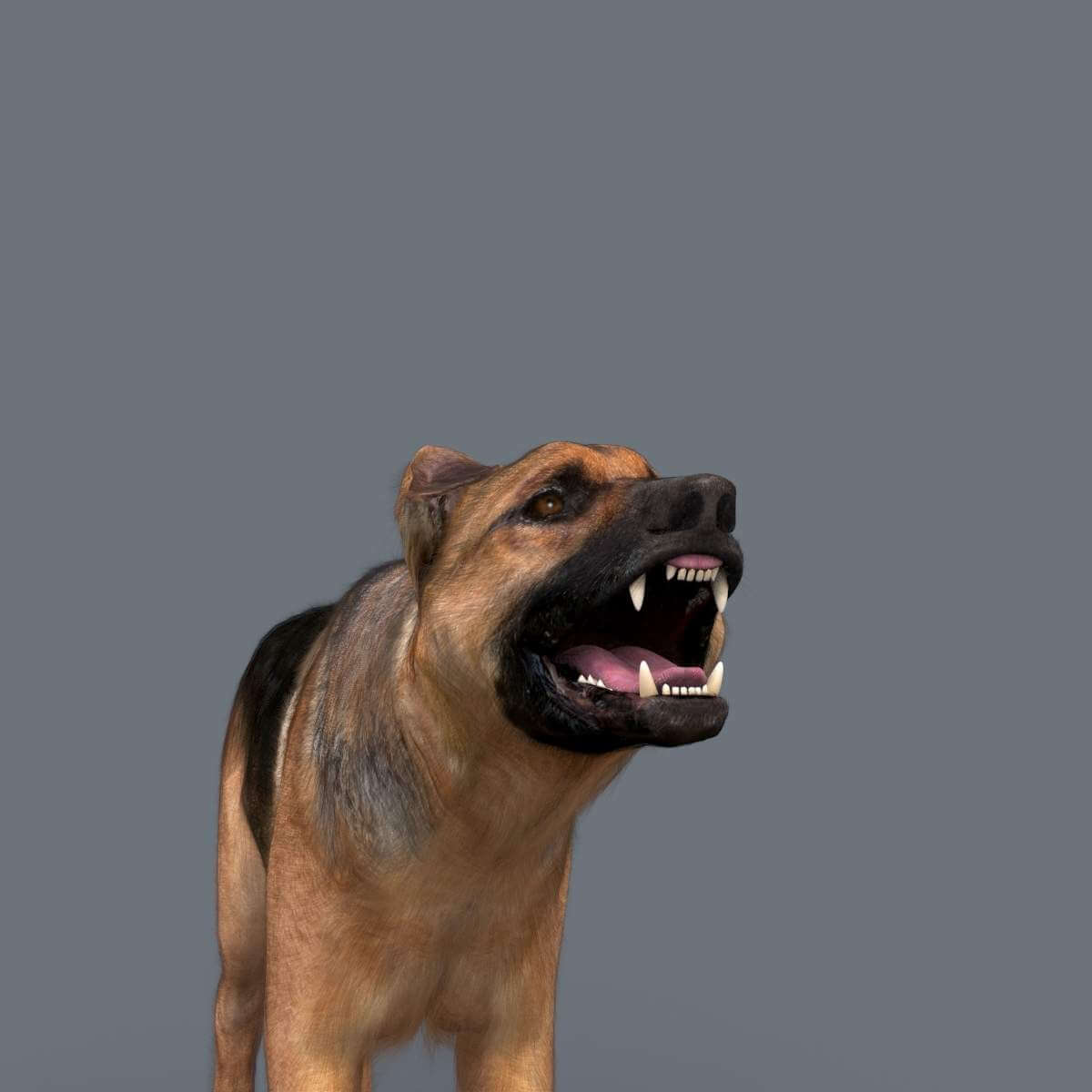 My Dog (German Shepherd) - 3D Model by Virtual creator
