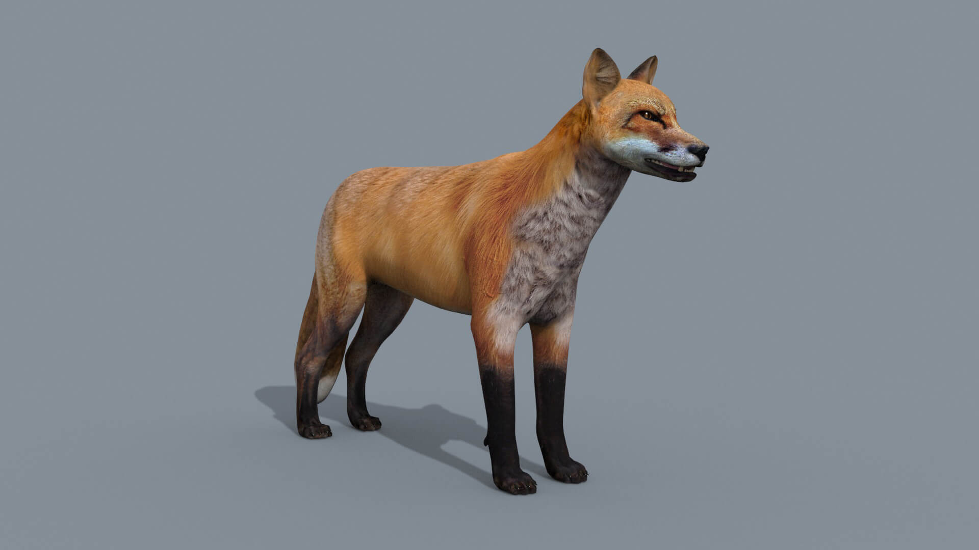 Animated Fox - 3D Model by Virtual creator