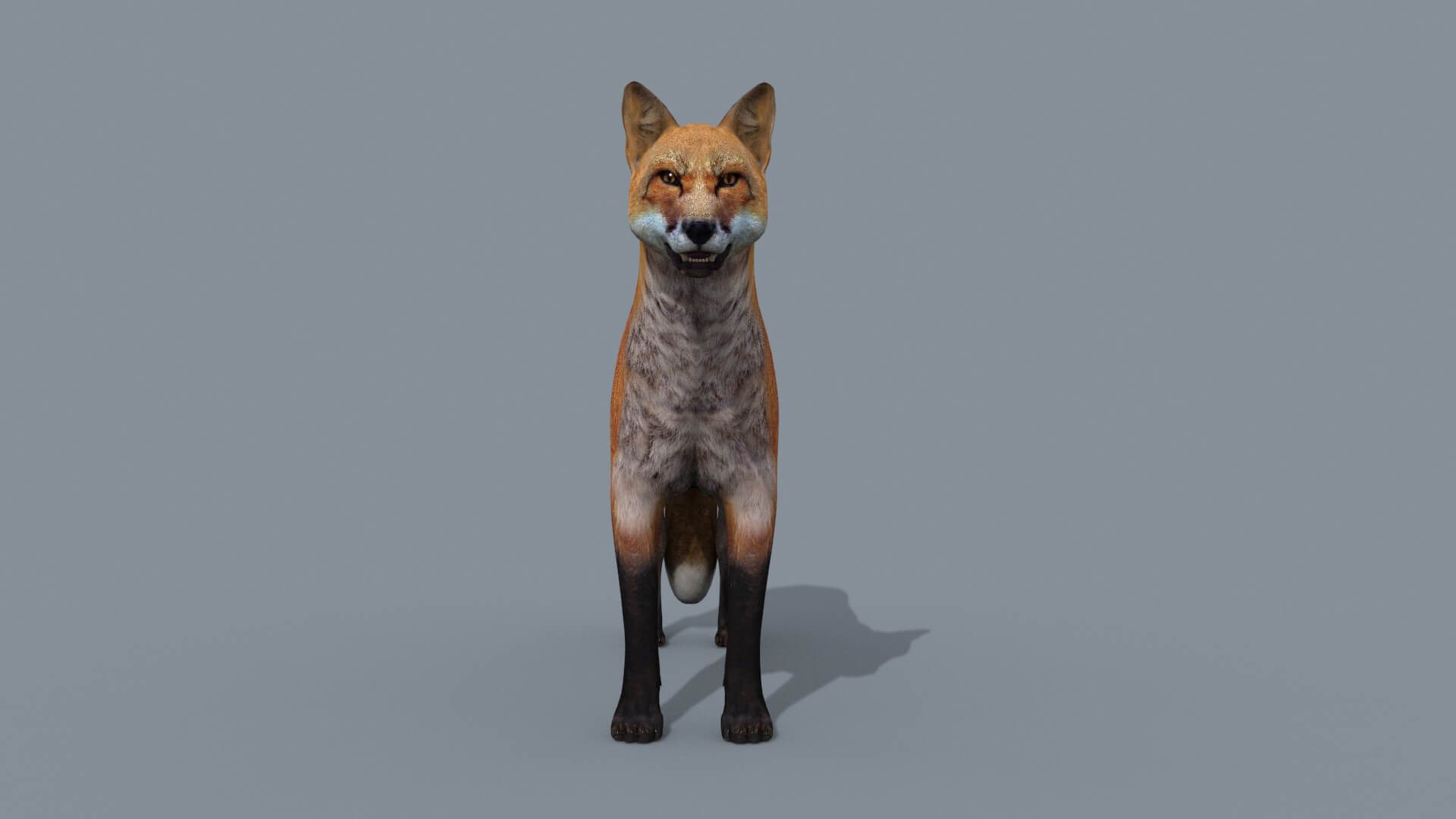 Animated Fox - 3D Model by Virtual creator