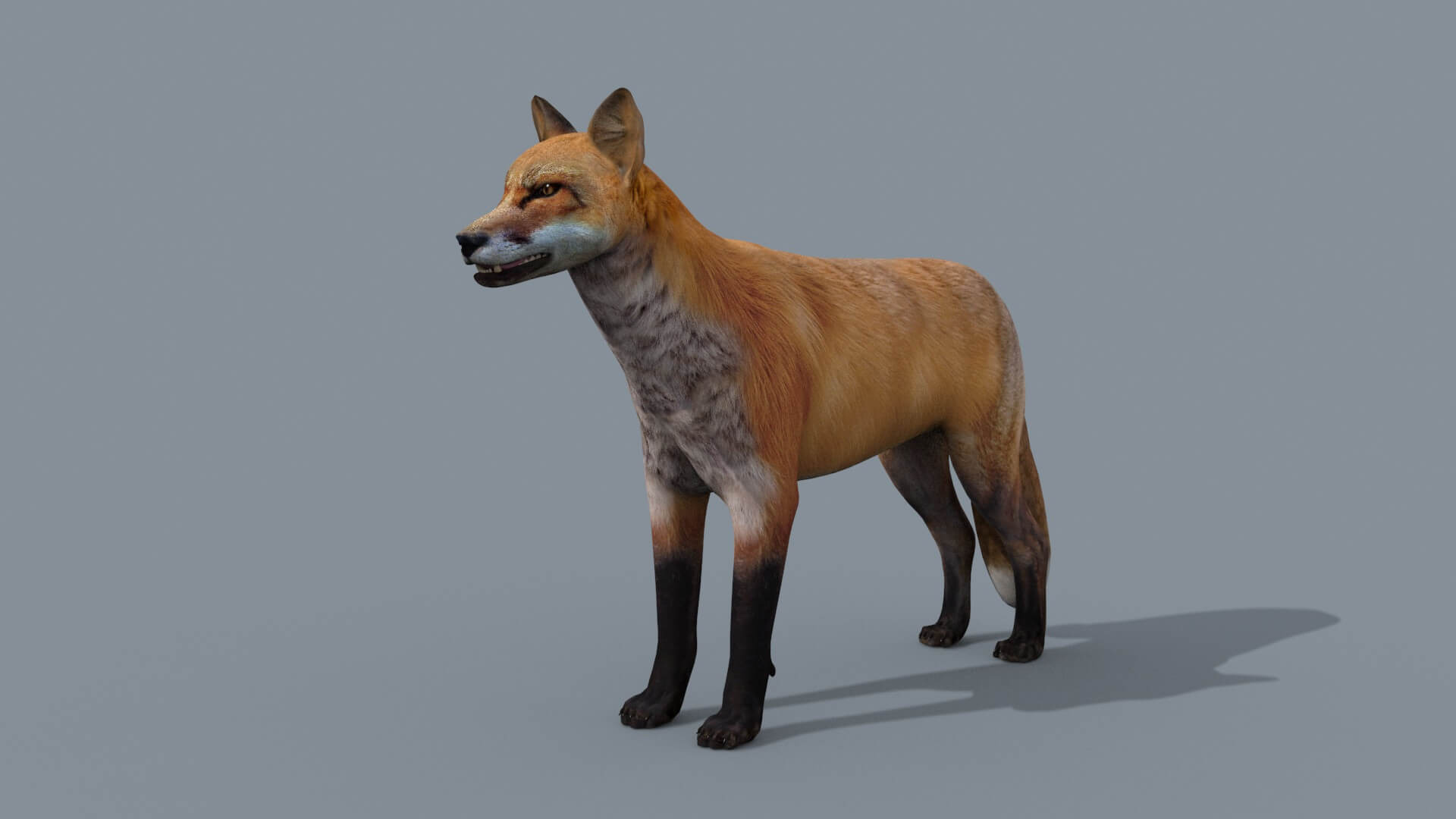 Animated Fox - 3D Model by Virtual creator