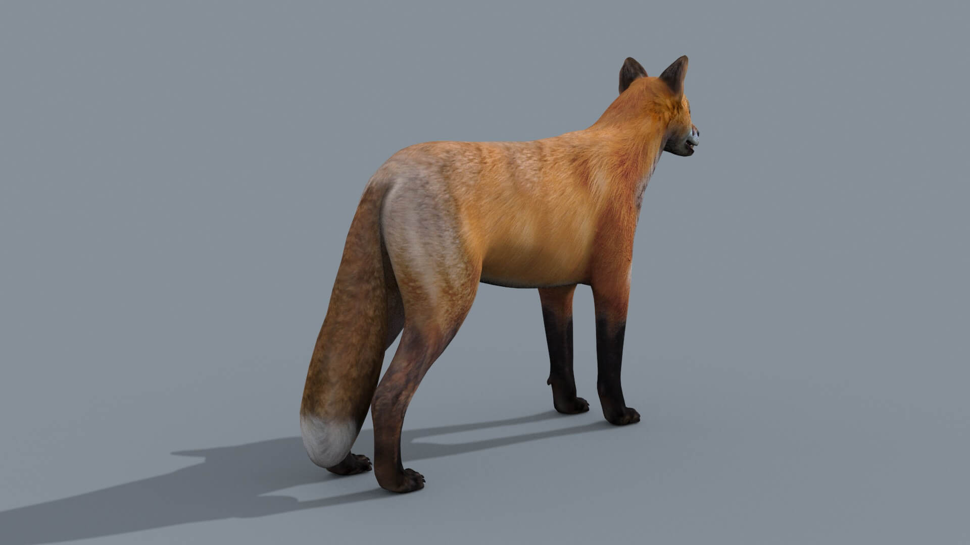 Animated Fox - 3D Model by Virtual creator