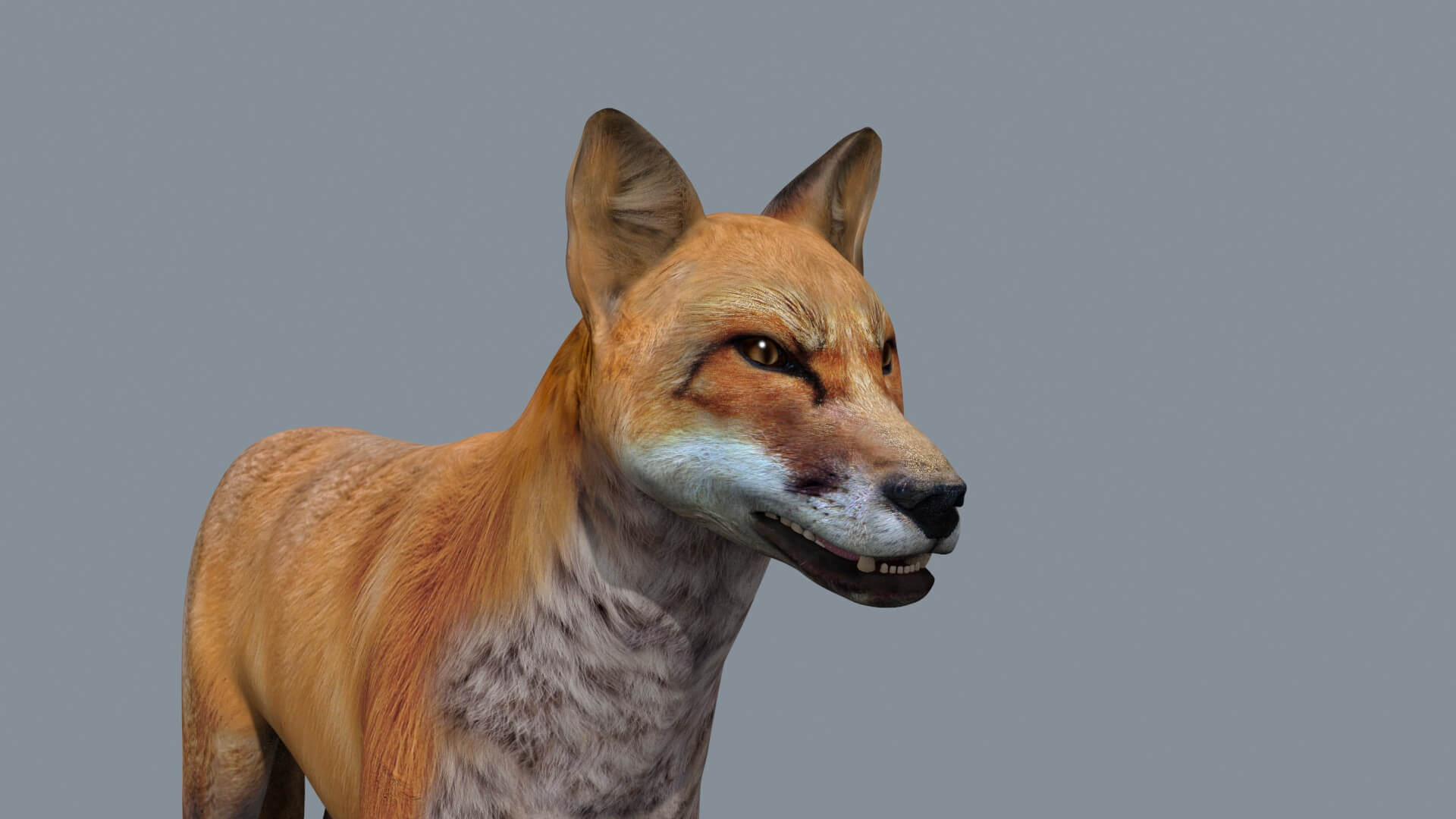 Animated Fox - 3D Model by Virtual creator