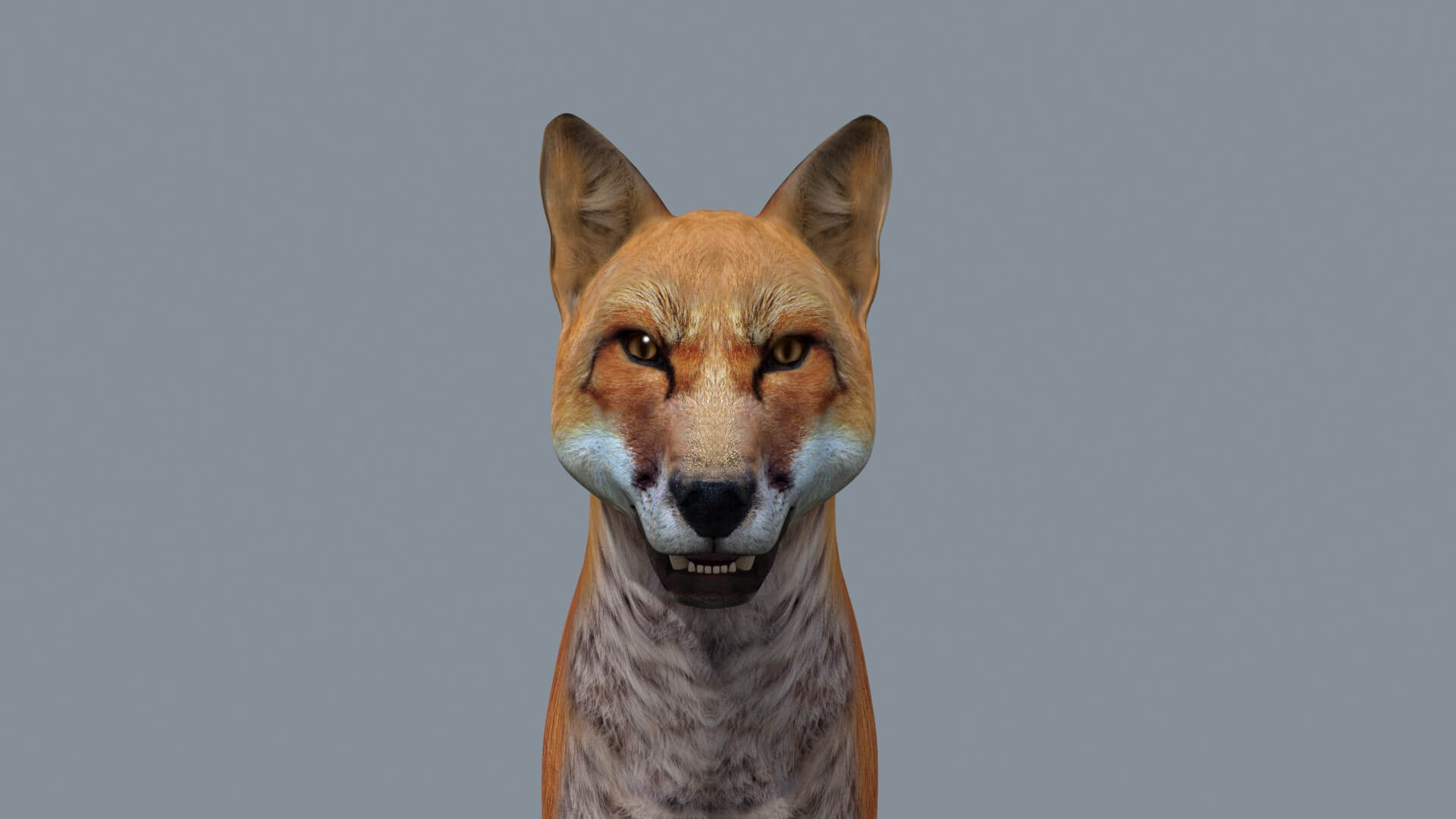 Animated Fox - 3D Model by Virtual creator