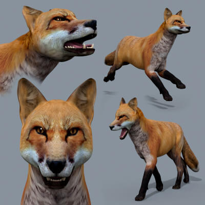 Animated Fox - 3D Model by Virtual creator