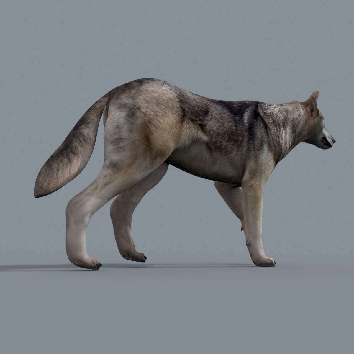 Wolf - 3D Model by Virtual creator