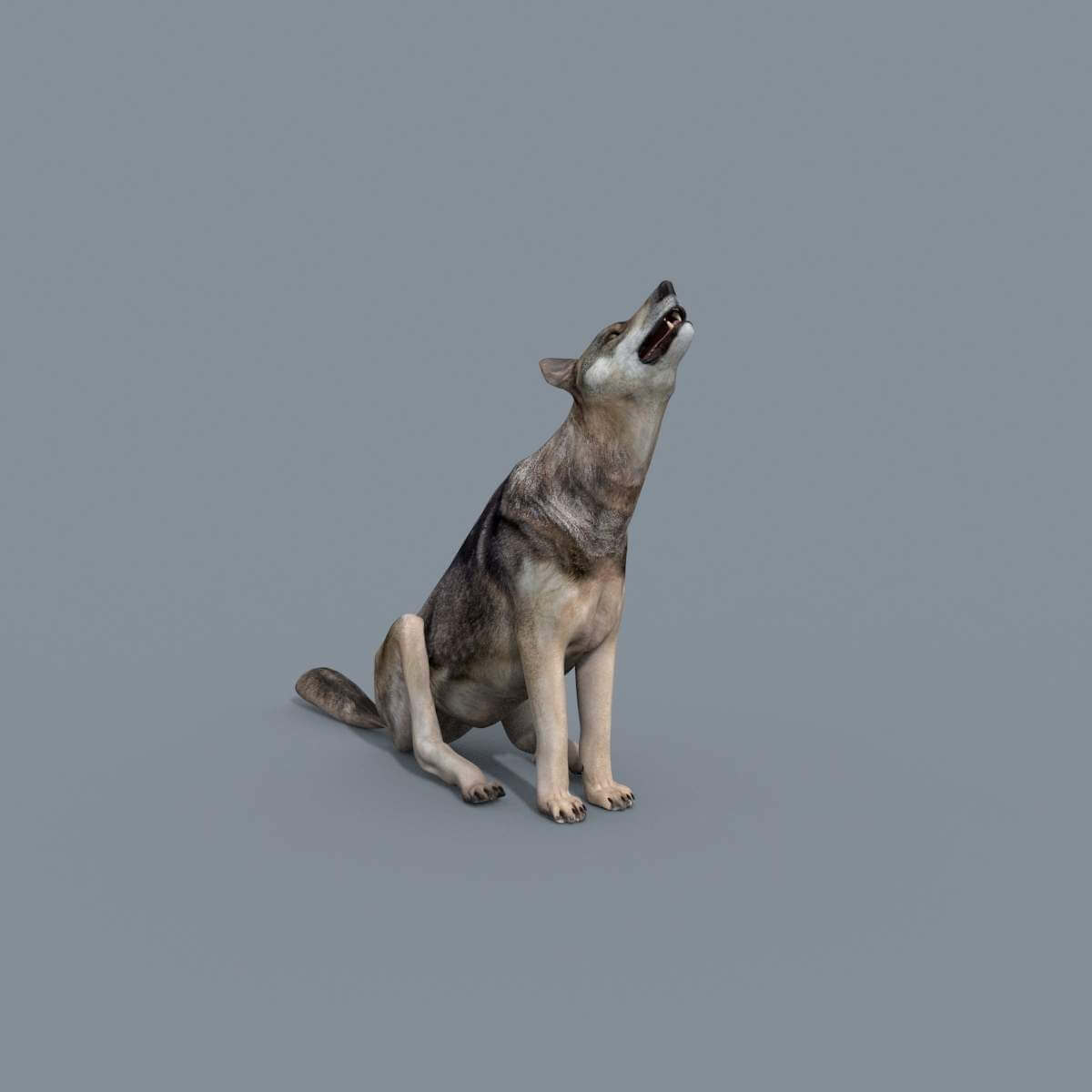 Wolf - 3D Model by Virtual creator