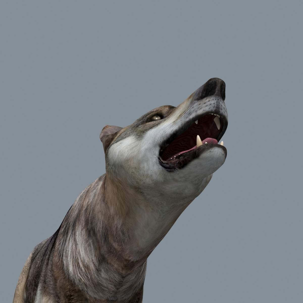 Wolf - 3D Model by Virtual creator