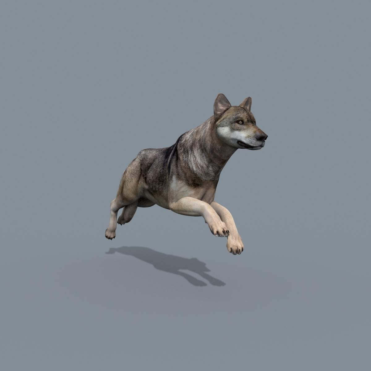Wolf - 3D Model by Virtual creator
