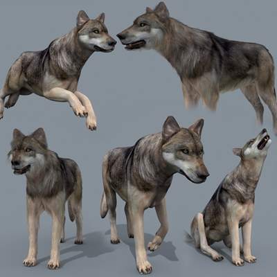 Wolf - 3D Model by Virtual creator