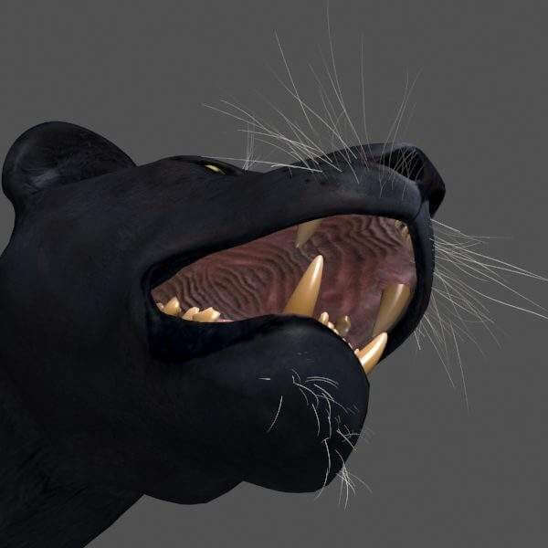 Panther (No Fur) - 3D Model by Virtual creator