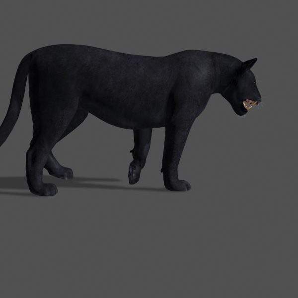 Panther (No Fur) - 3D Model by Virtual creator
