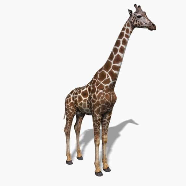 Giraffe - 3D Model by Virtual creator