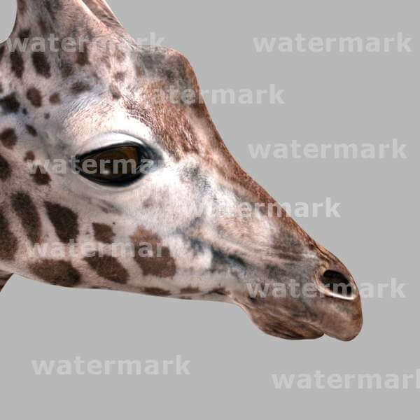 Giraffe - 3D Model by Virtual creator