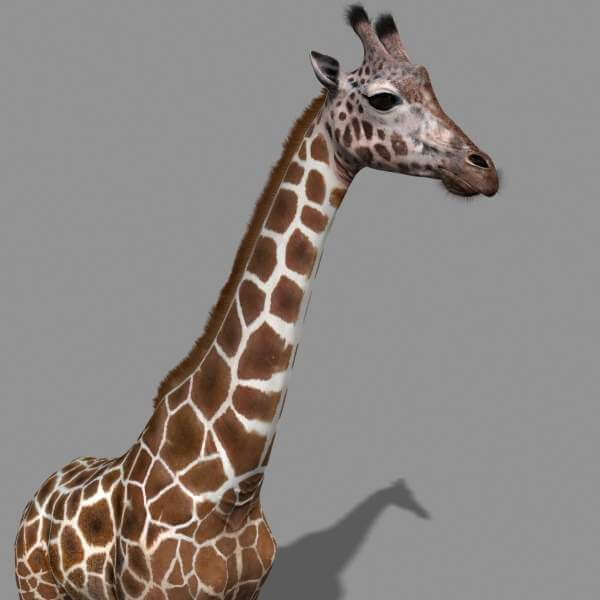 Giraffe - 3D Model by Virtual creator
