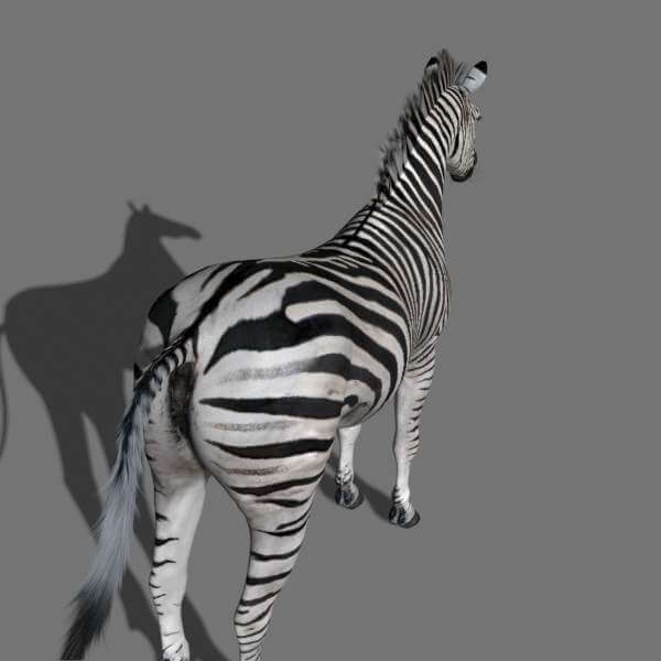 Zebra - 3D Model by Virtual creator