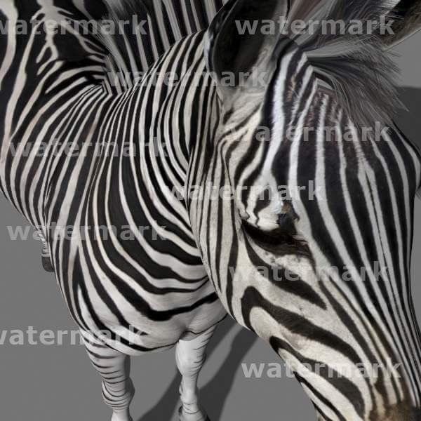 Zebra - 3D Model by Virtual creator