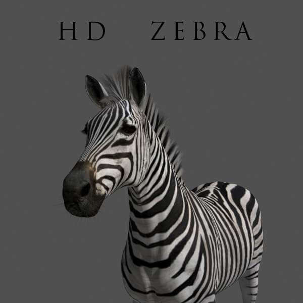 Zebra - 3D Model by Virtual creator