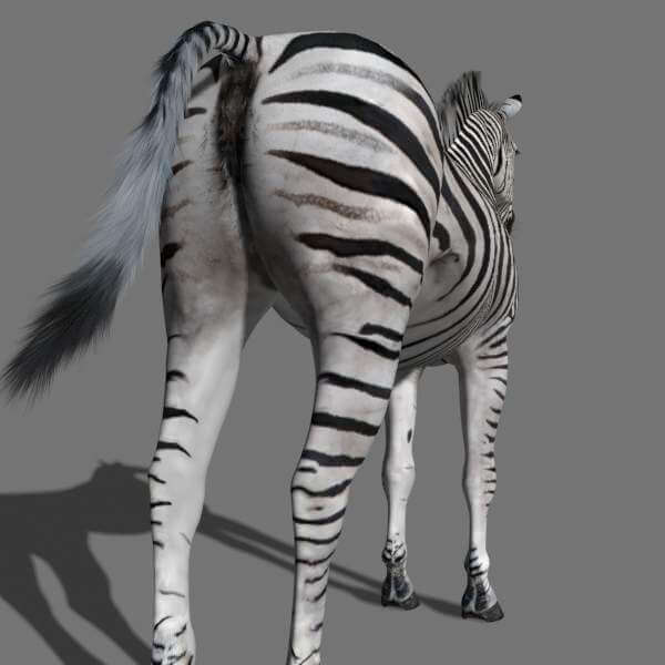 Zebra - 3D Model by Virtual creator