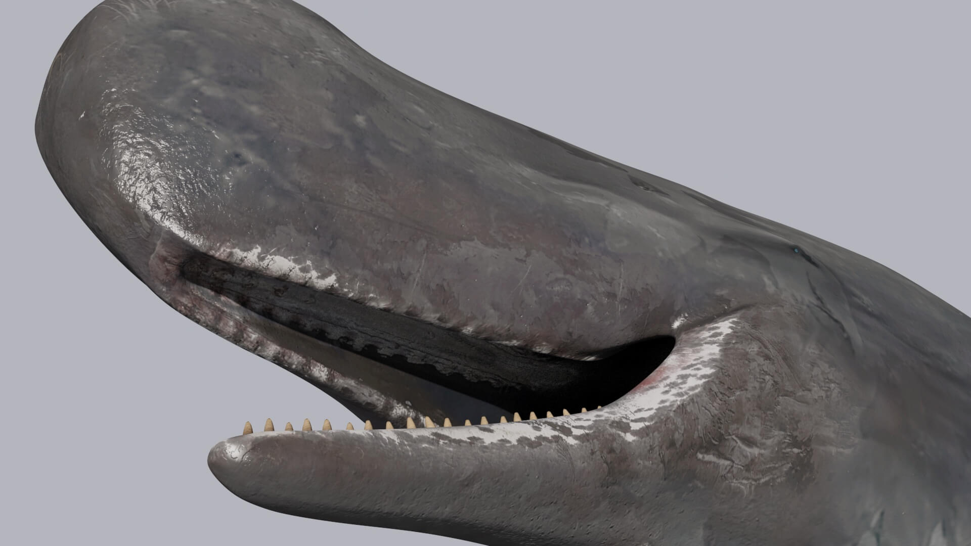 Photoreal Sperm Whale 8K - 3D Animated by Virtual creator