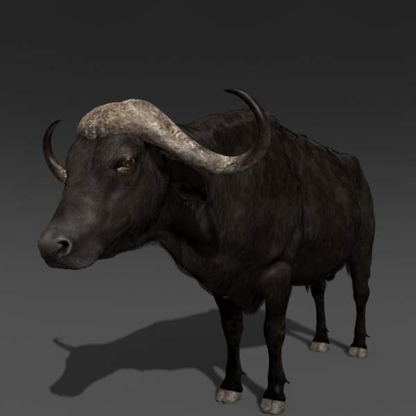 Buffalo - 3D Model by Virtual creator