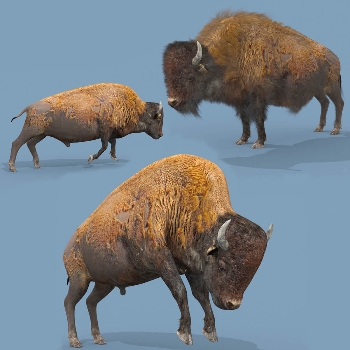 Pro Bison 8K - 3D Animated by Virtual creator