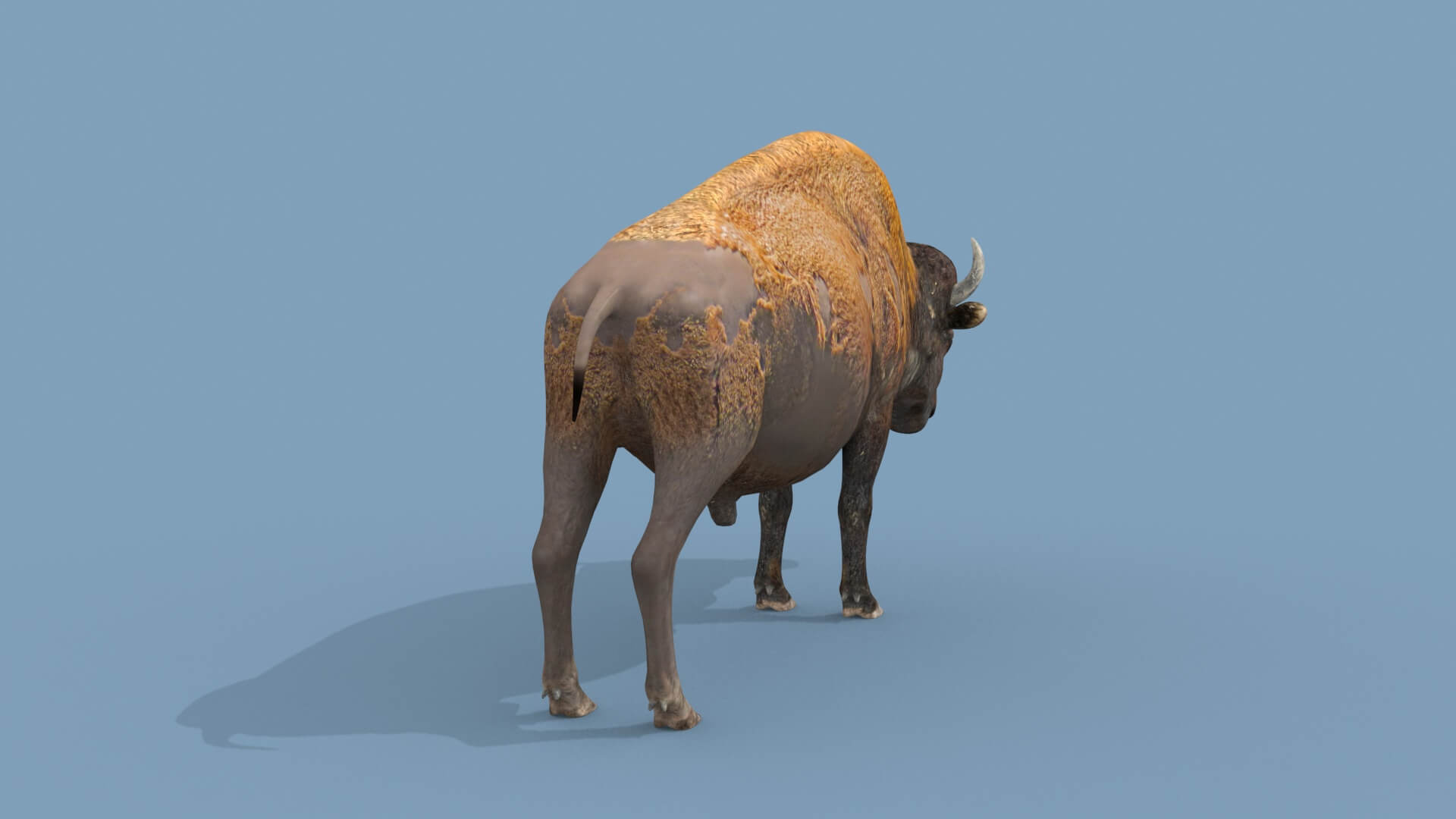 Pro Bison 8K - 3D Animated by Virtual creator