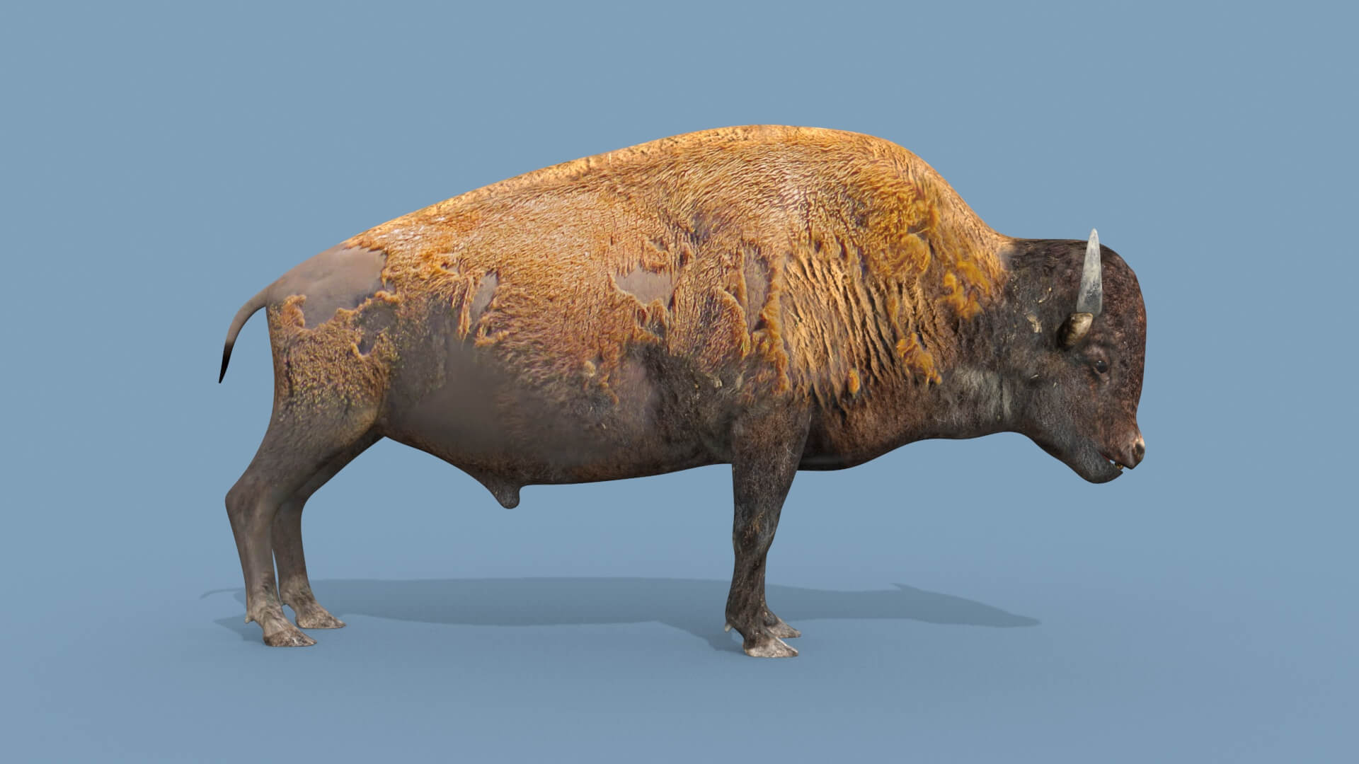 Pro Bison 8K - 3D Animated by Virtual creator