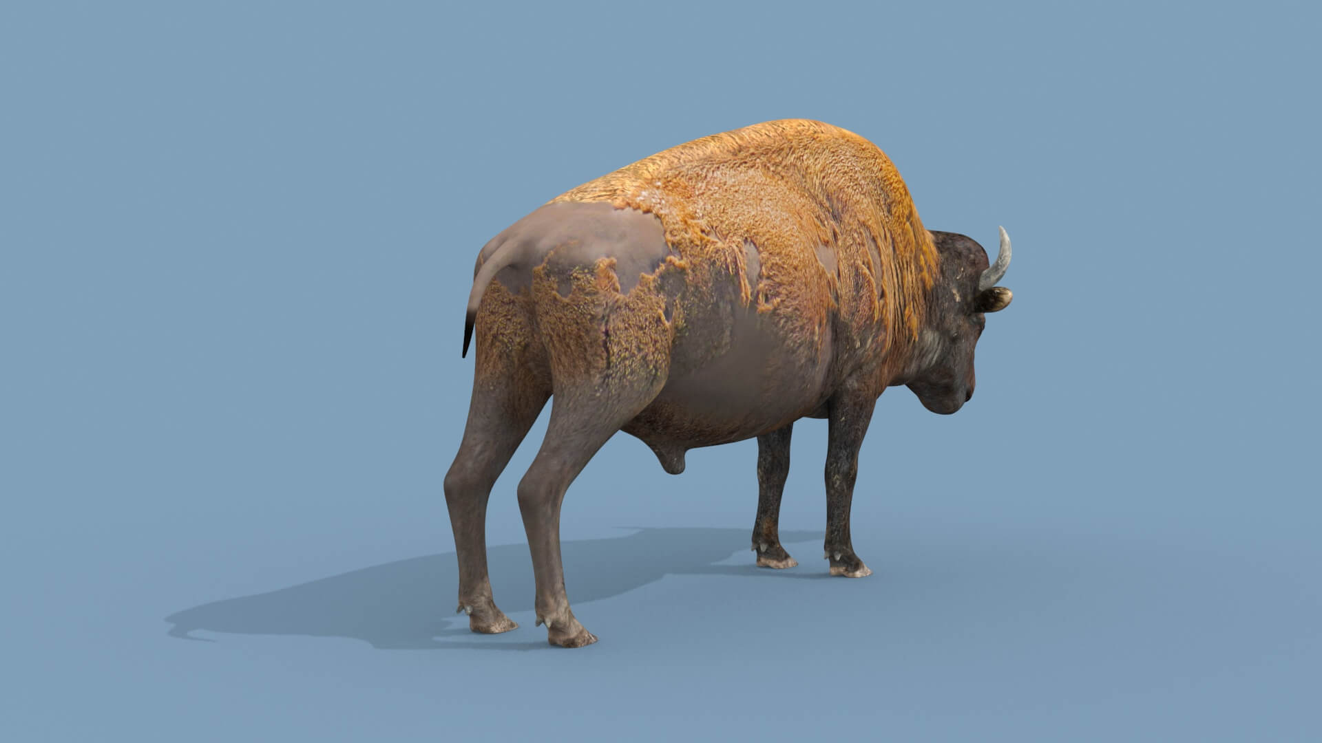 Pro Bison 8K - 3D Animated by Virtual creator