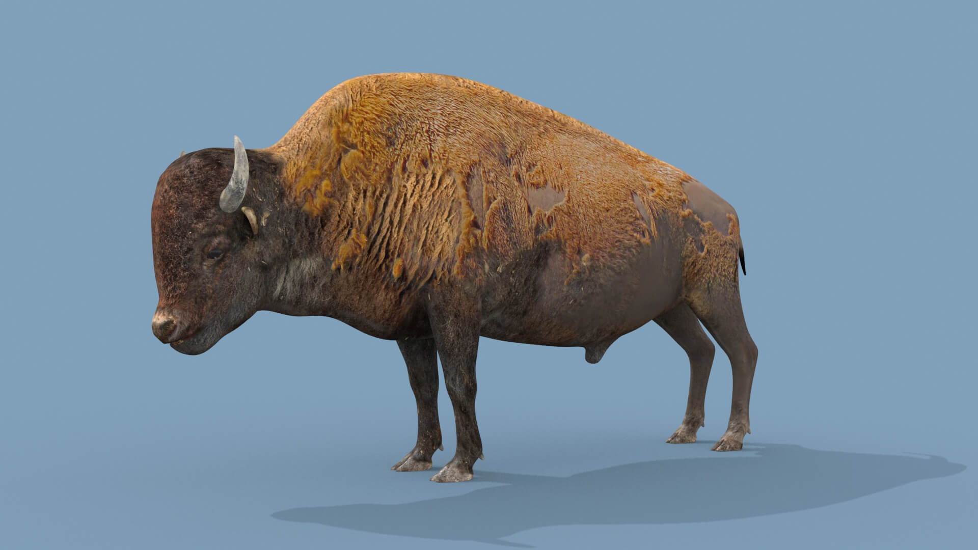 Pro Bison 8K - 3D Animated by Virtual creator