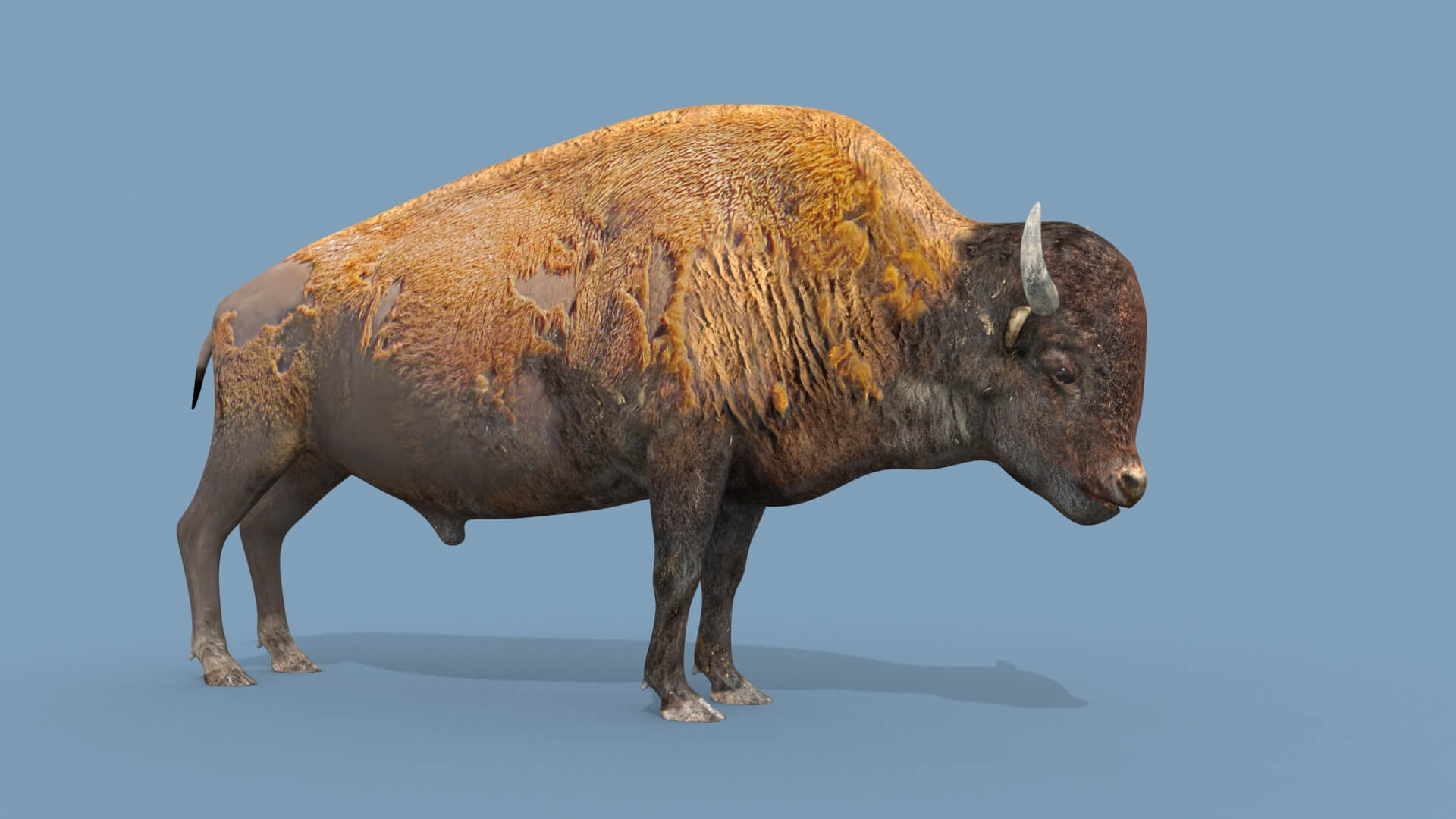 Pro Bison 8K - 3D Animated by Virtual creator
