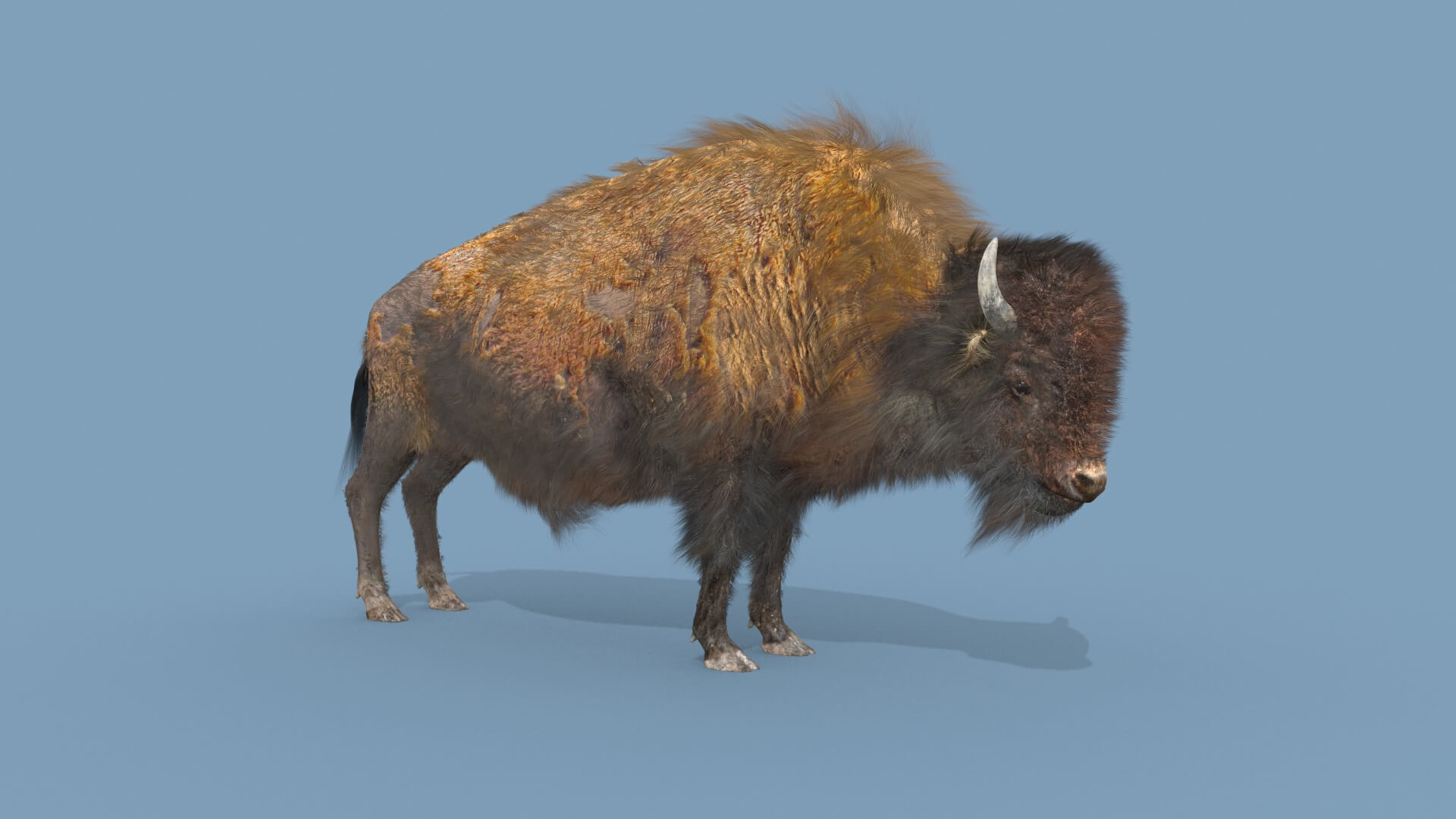 Pro Bison 8K - 3D Animated by Virtual creator