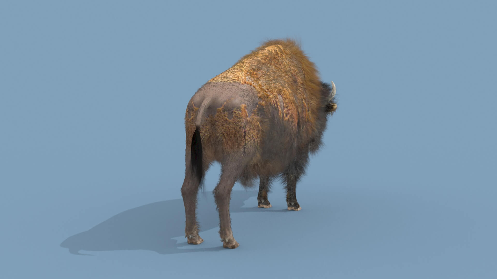Pro Bison 8K - 3D Animated by Virtual creator