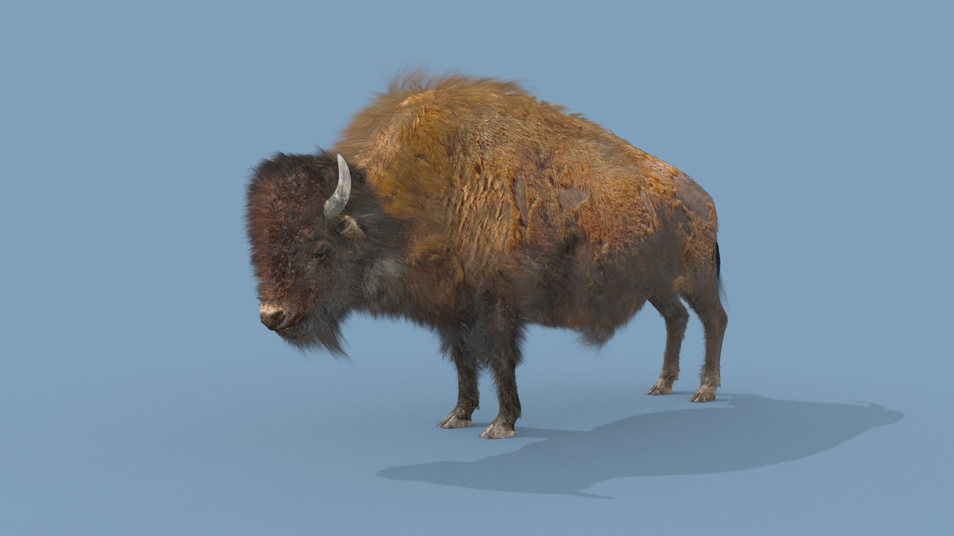 Pro Bison 8K - 3D Animated by Virtual creator