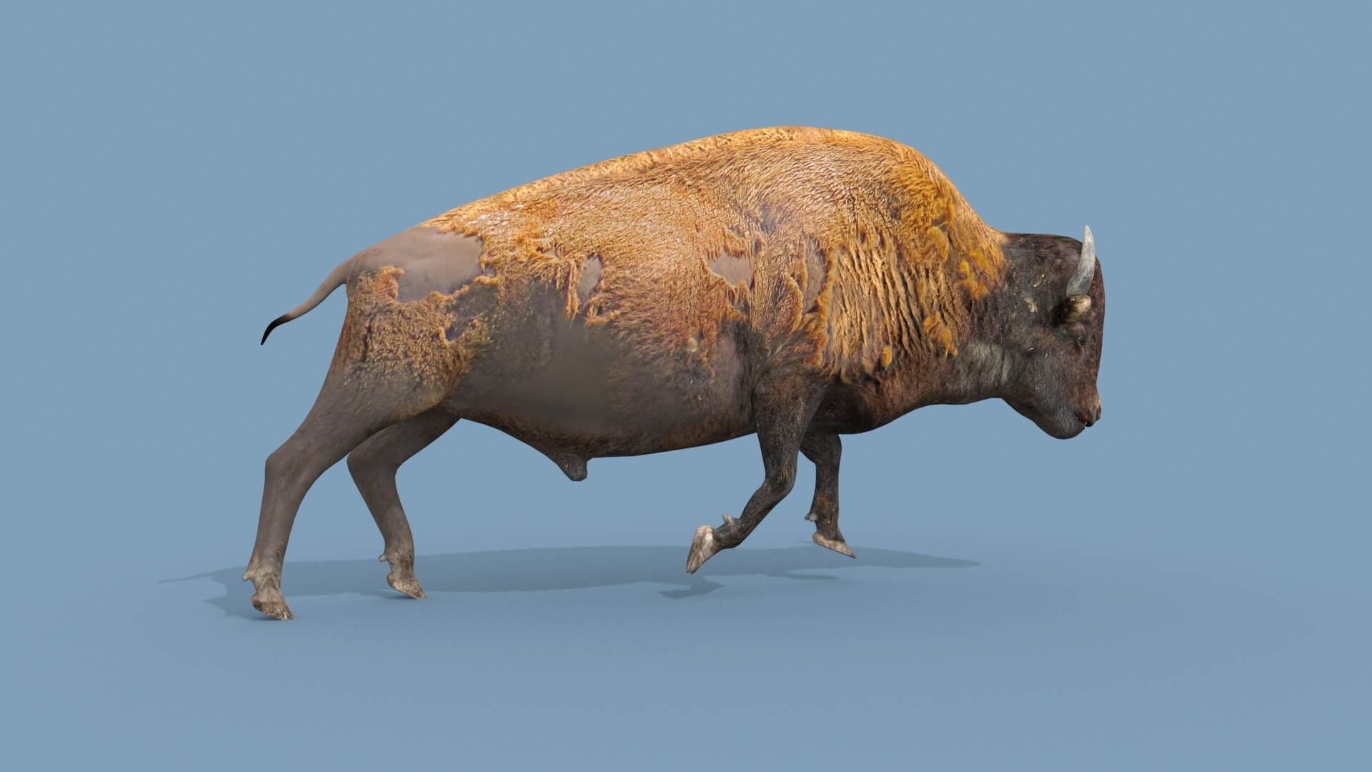 Pro Bison 8K - 3D Animated by Virtual creator