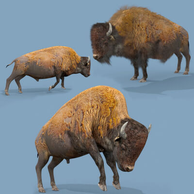 Pro Bison 8K - 3D Animated by Virtual creator