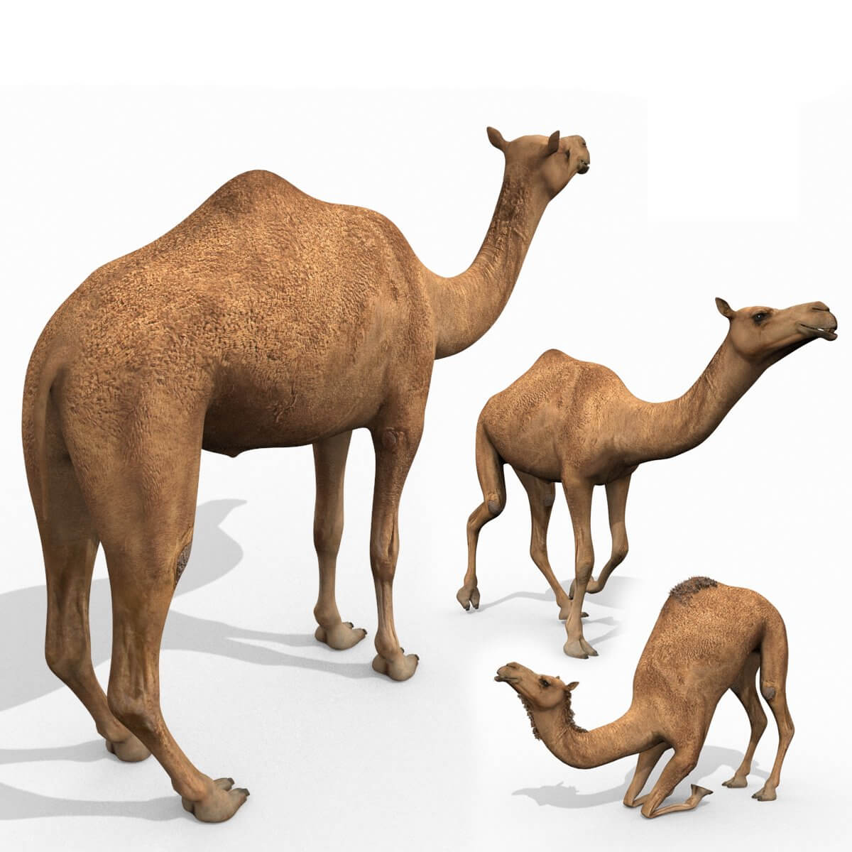 Pro Camel 8K - 3D Model by Virtual creator