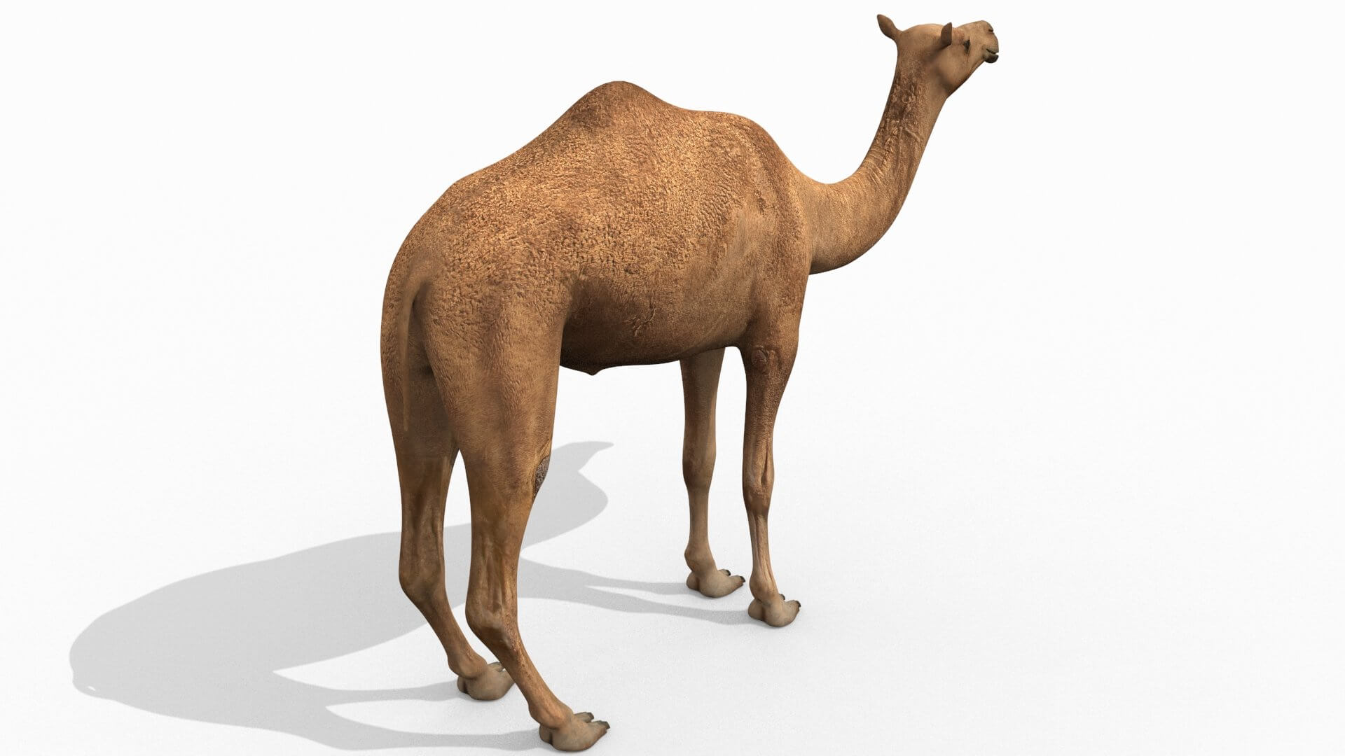 Pro Camel 8K - 3D Model by Virtual creator